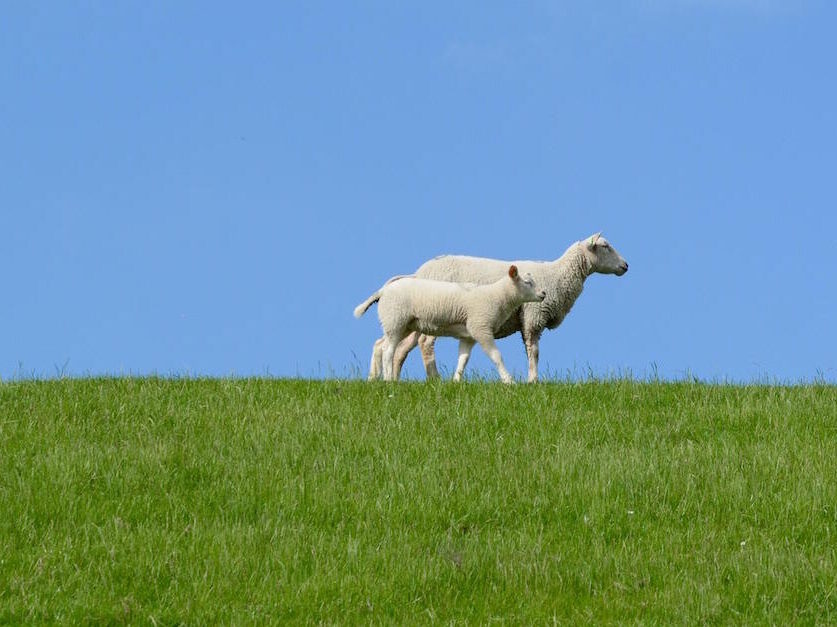 Pastor, Train Future Pastors - 9Marks