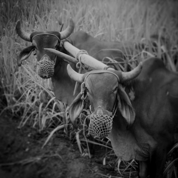 Don’t Muzzle the Ox - 9Marks