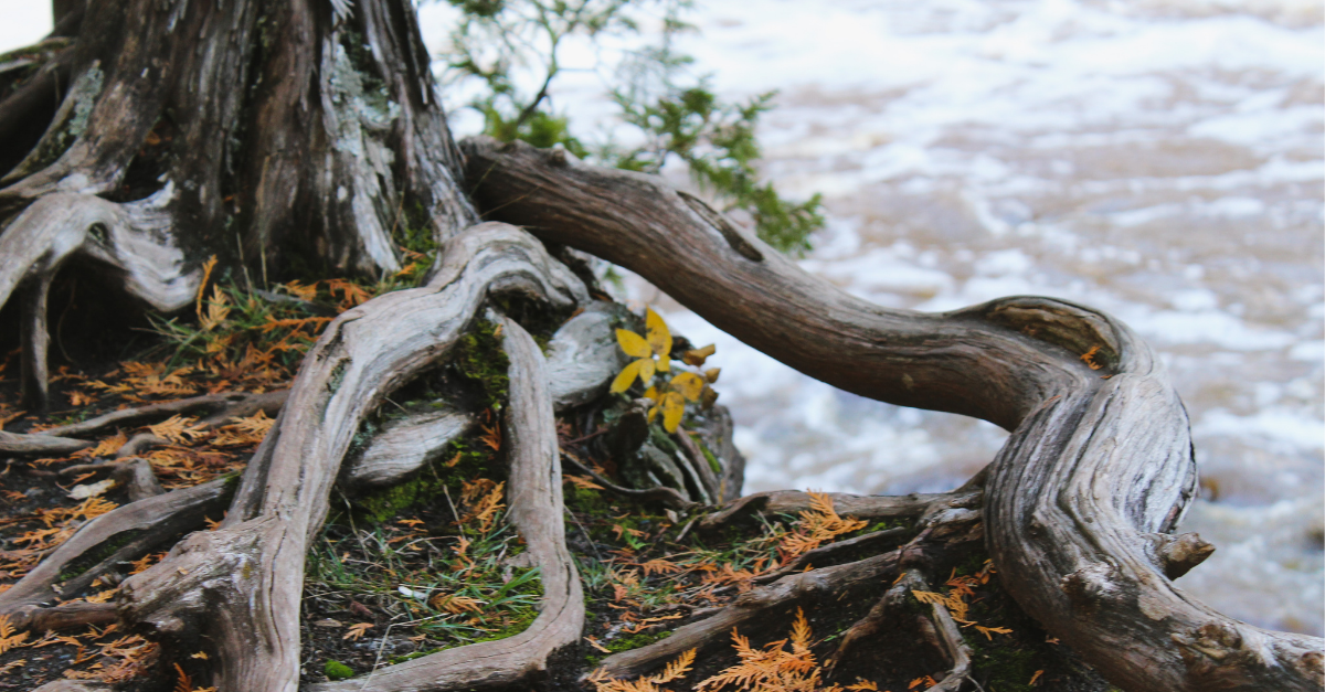 What Is the Root of Quarrelsomeness and How Does It Get Fixed? - 9Marks