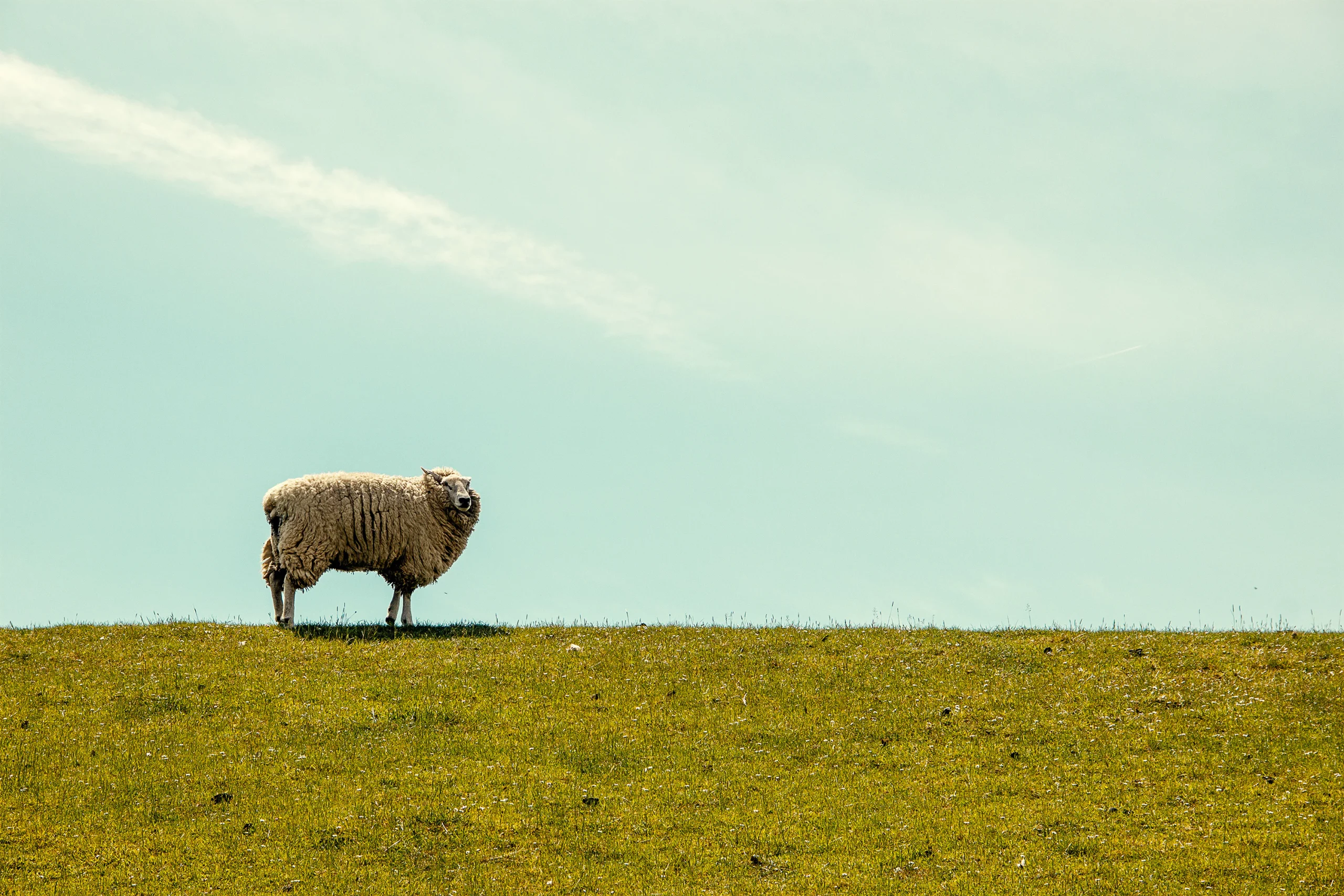 Three Encouragements for Pastors Pursuing Wandering Sheep - 9Marks